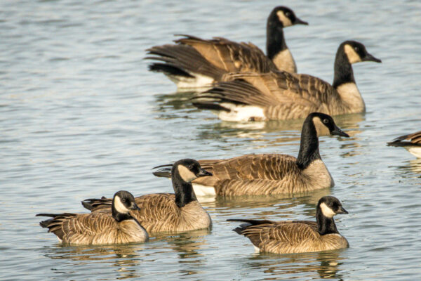 Different Sizes Makes Goose ID More Difficult | Great Bird Pics