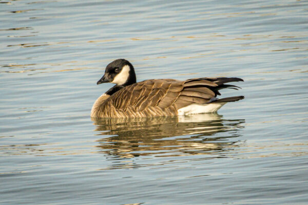 So That’s What a Cackling Goose Looks Like! | Great Bird Pics