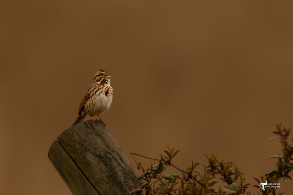 A voice to be heard. | Great Bird Pics