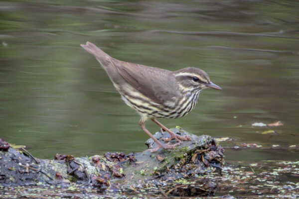 More Common Waterthrush | Great Bird Pics