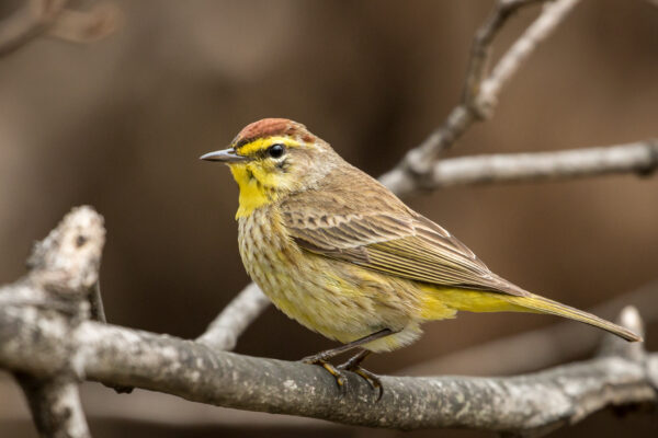 Identification of Warblers Observed On The Ground And How To Photograph ...