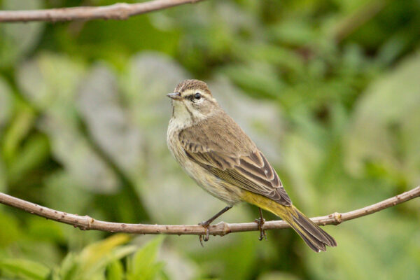 Identification of Warblers Observed On The Ground And How To Photograph ...