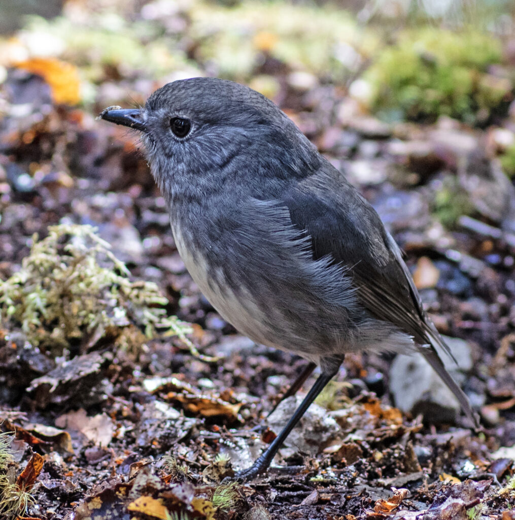 South Island Robin | Great Bird Pics