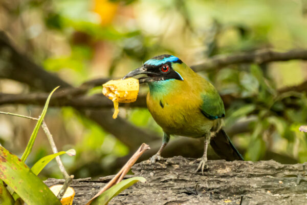 Lesson’s In Banana Eating | Great Bird Pics