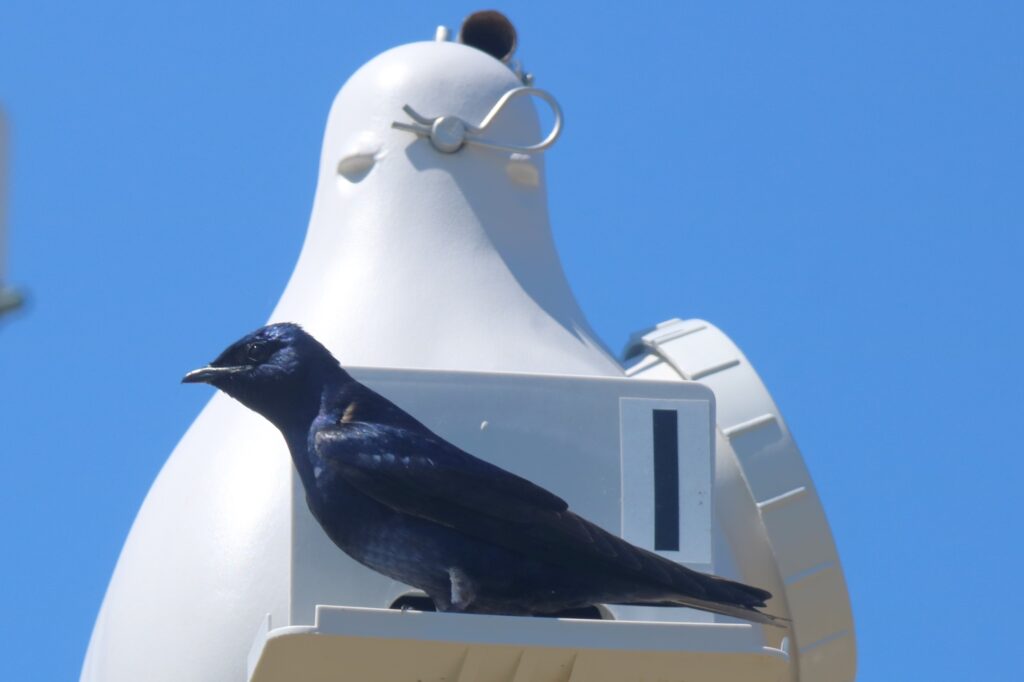 male Purple Martin | Great Bird Pics