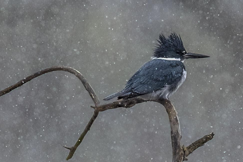 Sentinel of the North | Great Bird Pics