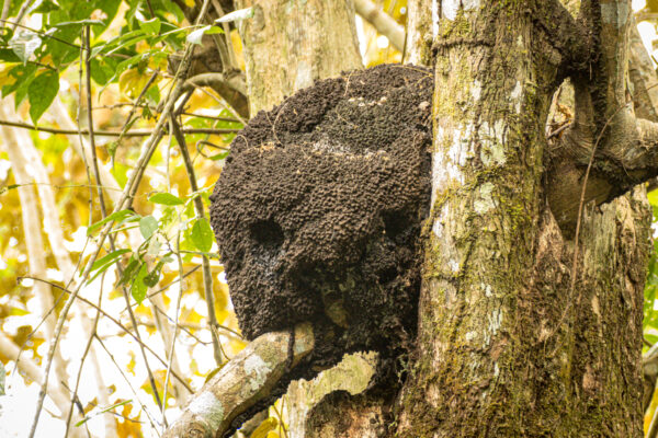 Trogons and Termites and Trees! Oh My! | Great Bird Pics