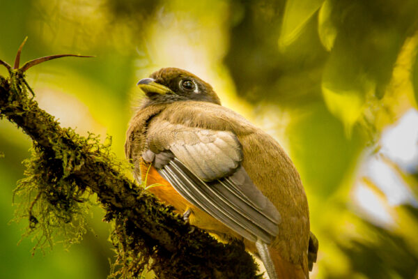 Bird Photographs of Trogons in Panama | Great Bird Pics