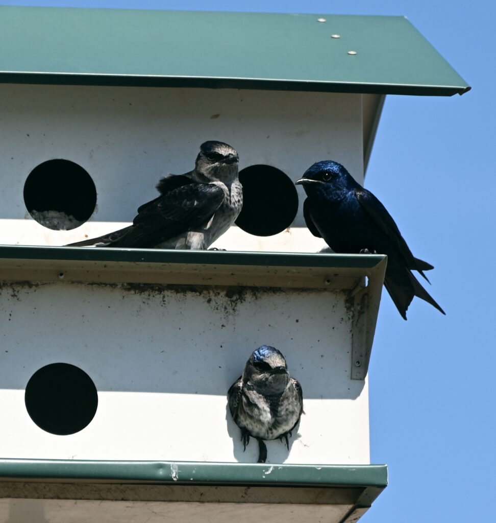 Meet the Martin Family | Great Bird Pics