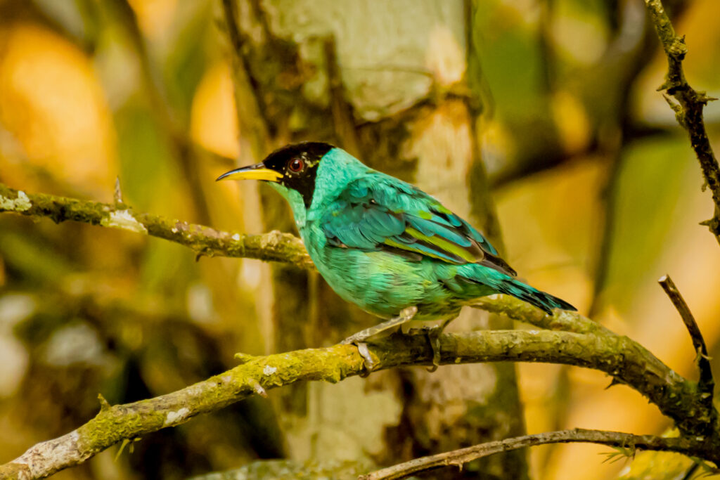 Impressive Green | Great Bird Pics