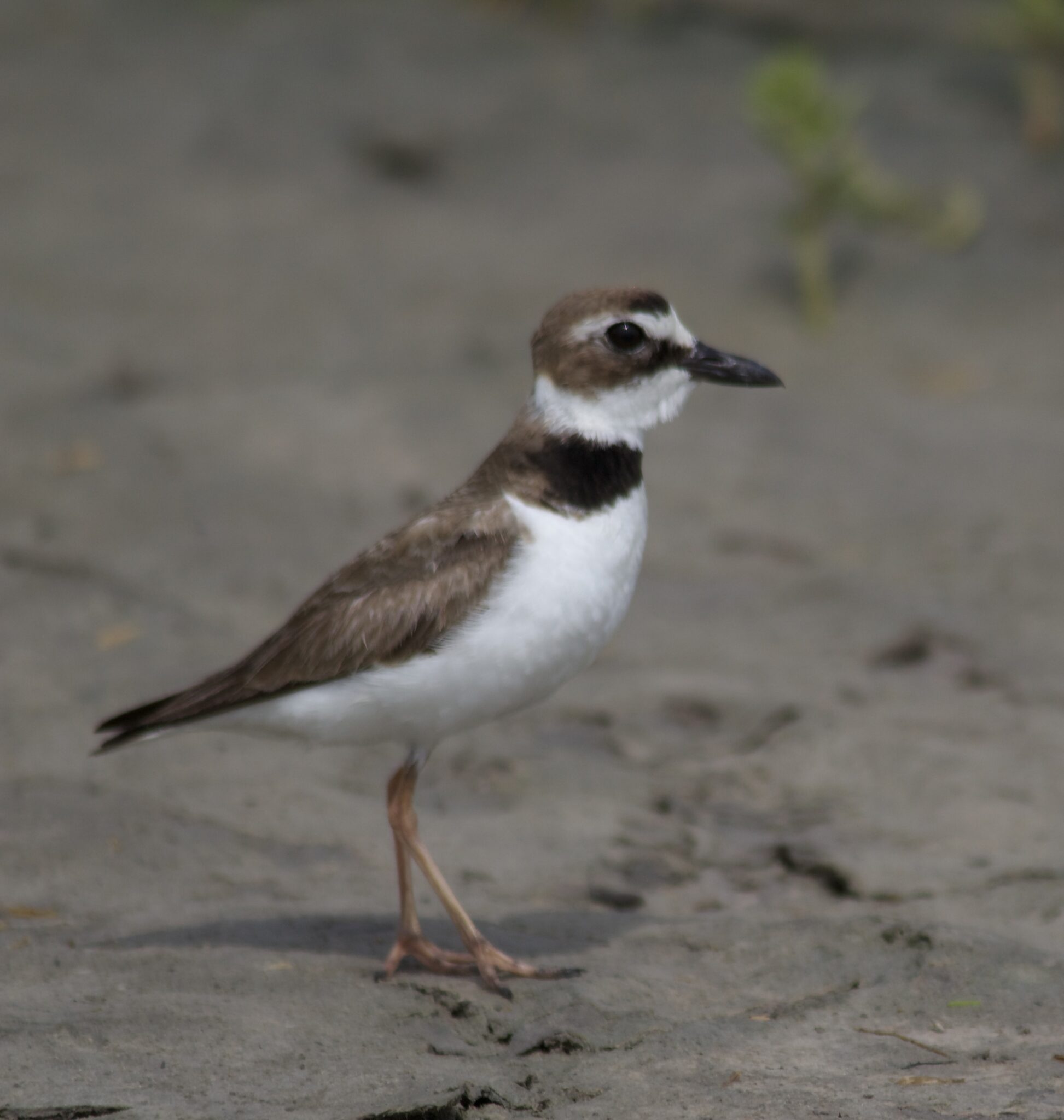 Handsome fella | Great Bird Pics