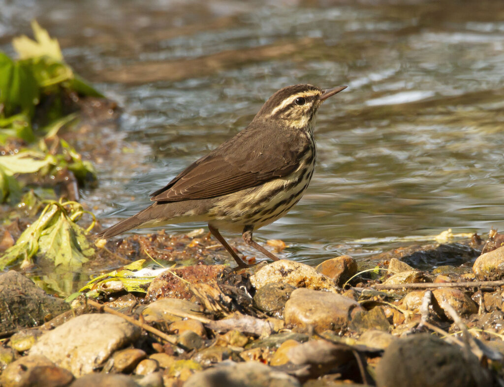 Northern Waterthrush | Great Bird Pics