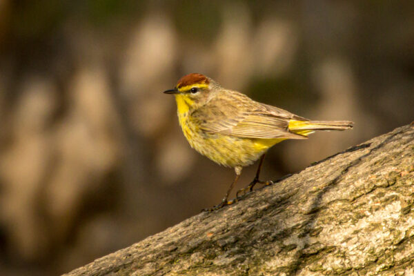 Common Warbler But Still Exciting to See | Great Bird Pics
