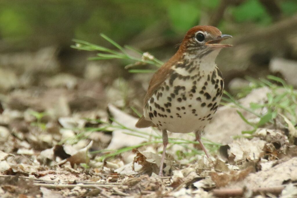 Wood Thrush | Great Bird Pics