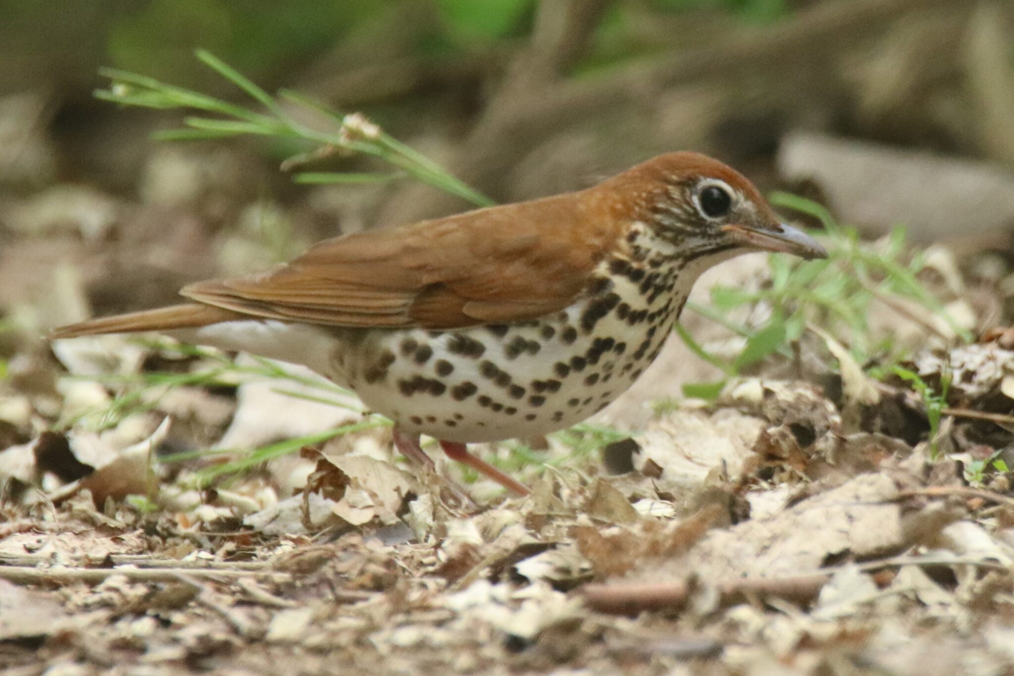 Wood Thrush | Great Bird Pics