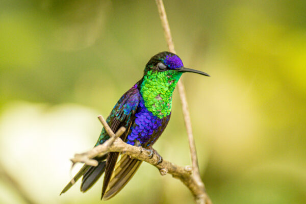 A Delightful Name | Great Bird Pics