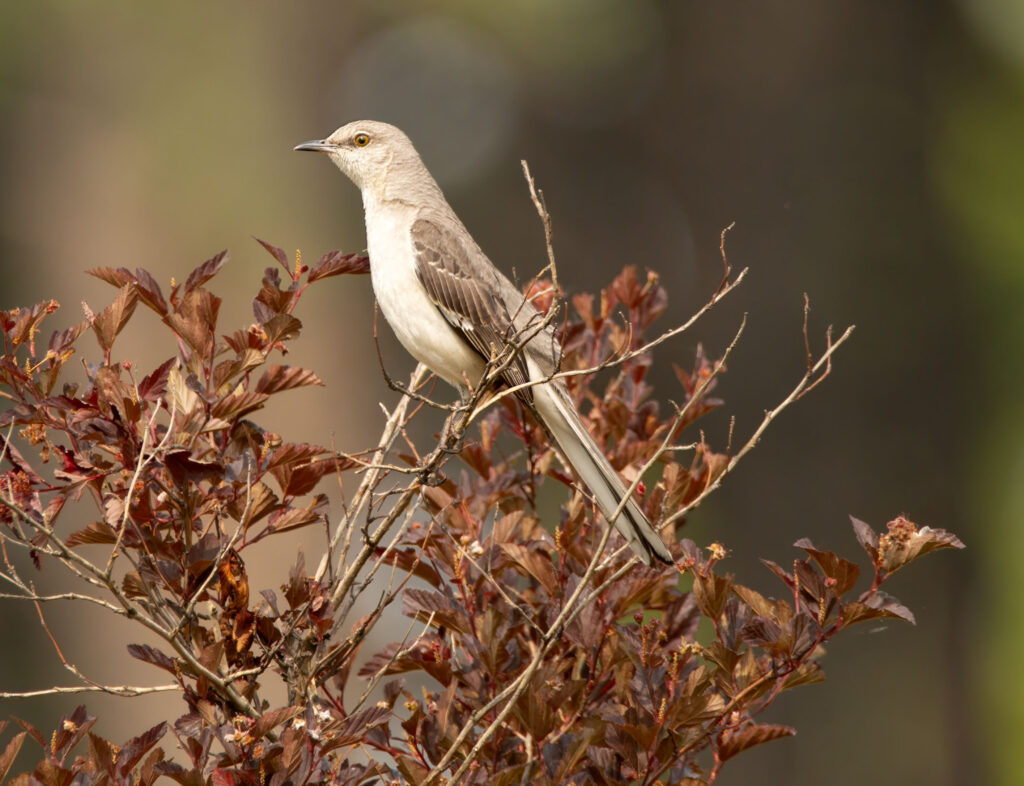 Northern Mockingbird | Great Bird Pics