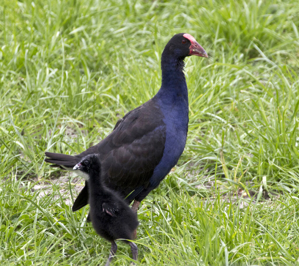 Pukeko, Purple Swamphen | Great Bird Pics