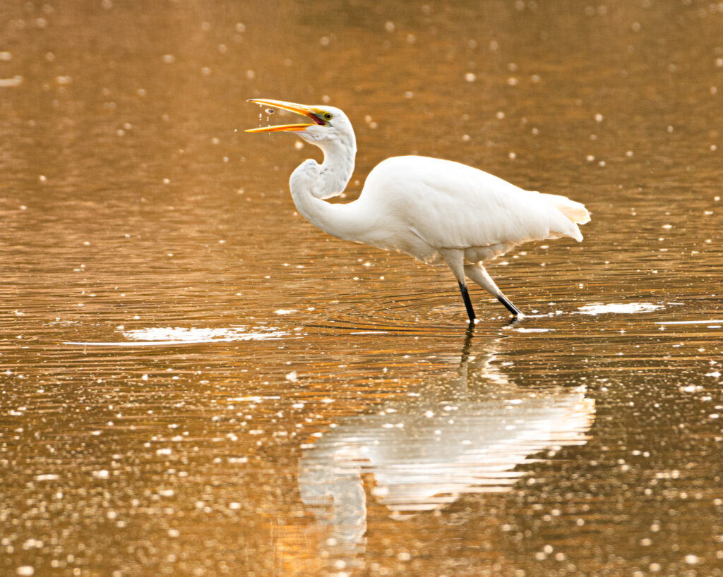 Very small morsel | Great Bird Pics