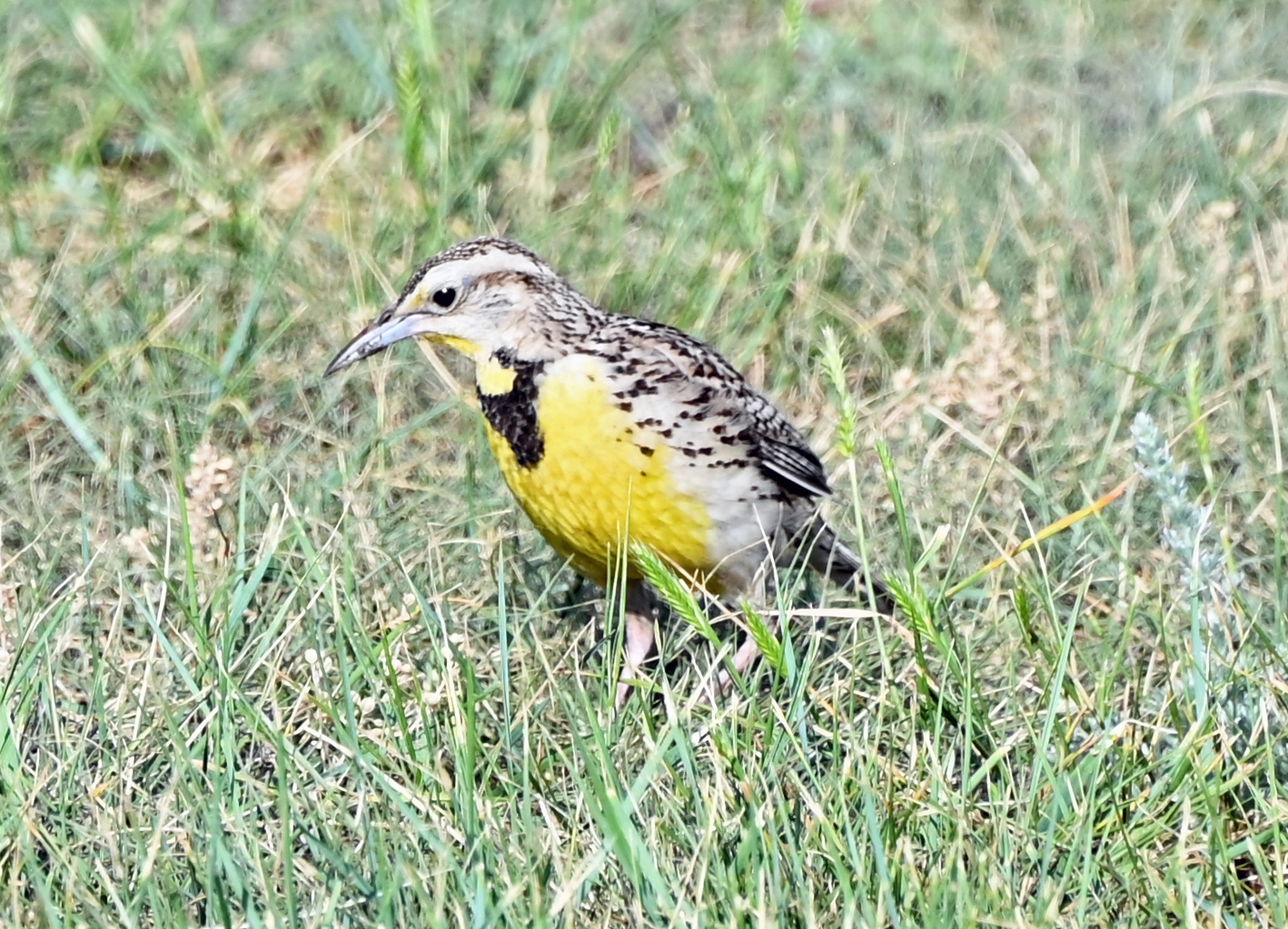 Meadowlark picture 1 | Great Bird Pics
