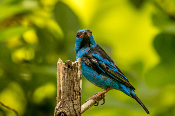 Brightest Blue | Great Bird Pics