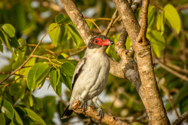 Masked Bird | Great Bird Pics