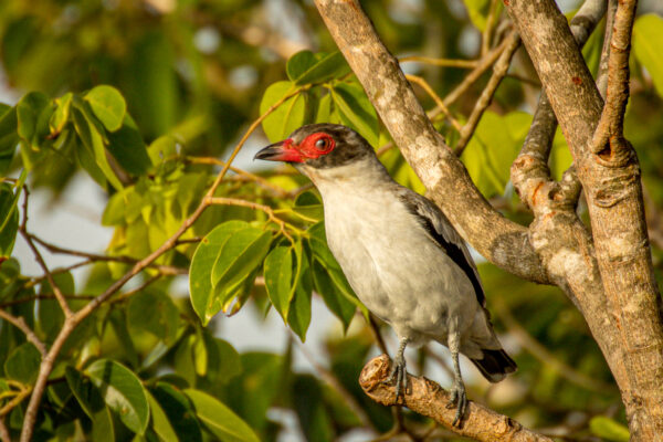 Masked Bird.2 | Great Bird Pics