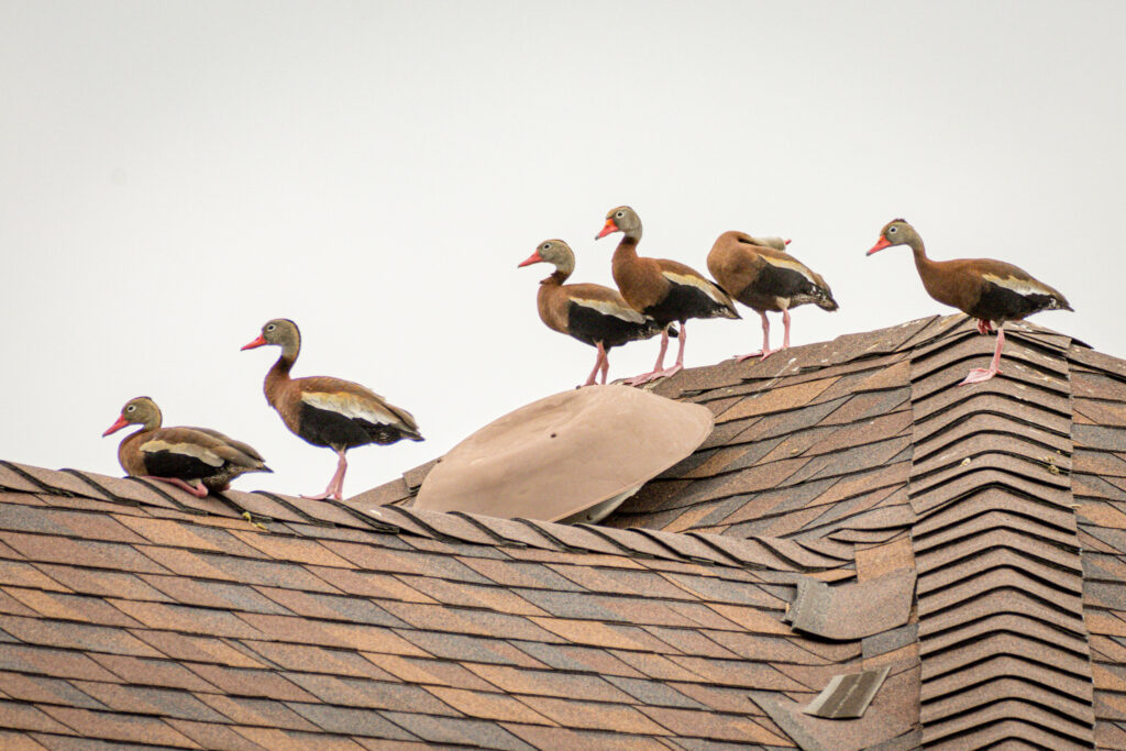 Root-top Duck Perch | Great Bird Pics