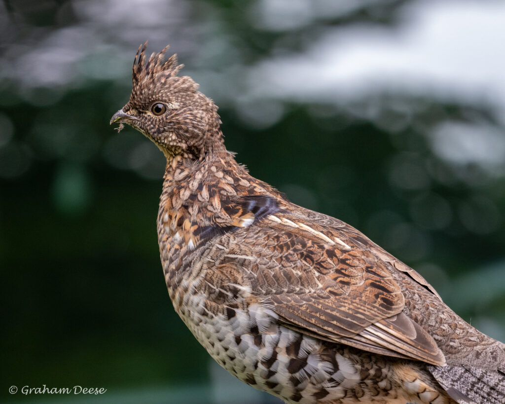 Ruffed Grouse | Great Bird Pics