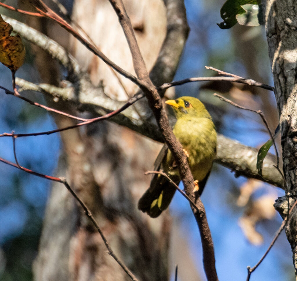 Bell miner | Great Bird Pics