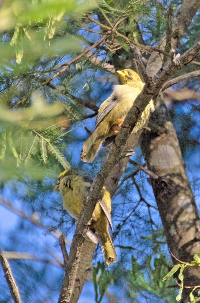 Bell miner | Great Bird Pics