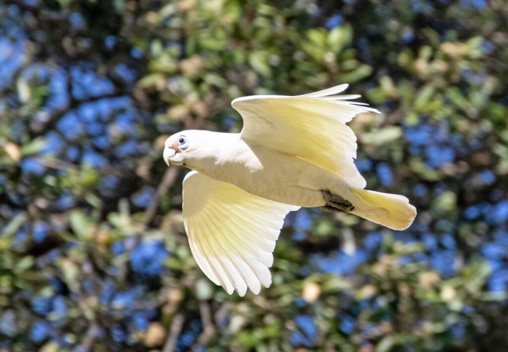 Little Corella | Great Bird Pics