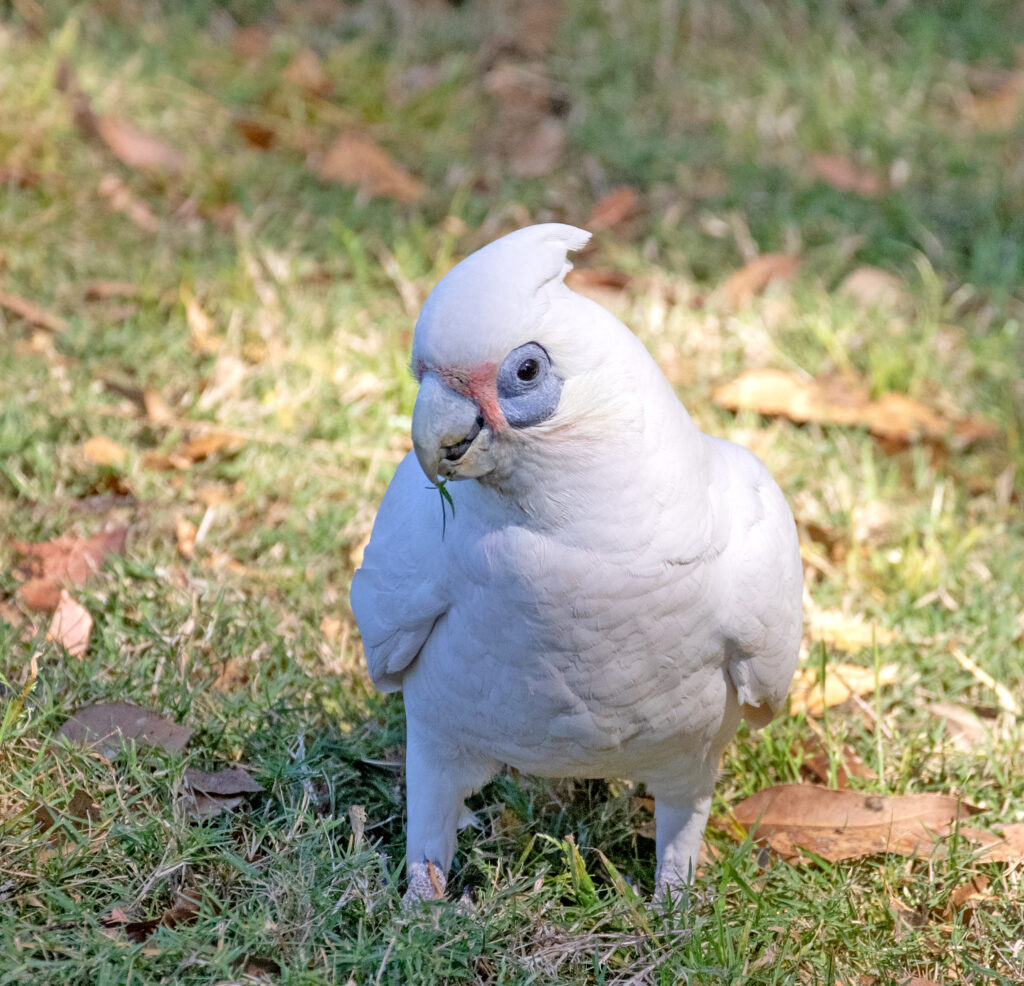Little Corella | Great Bird Pics