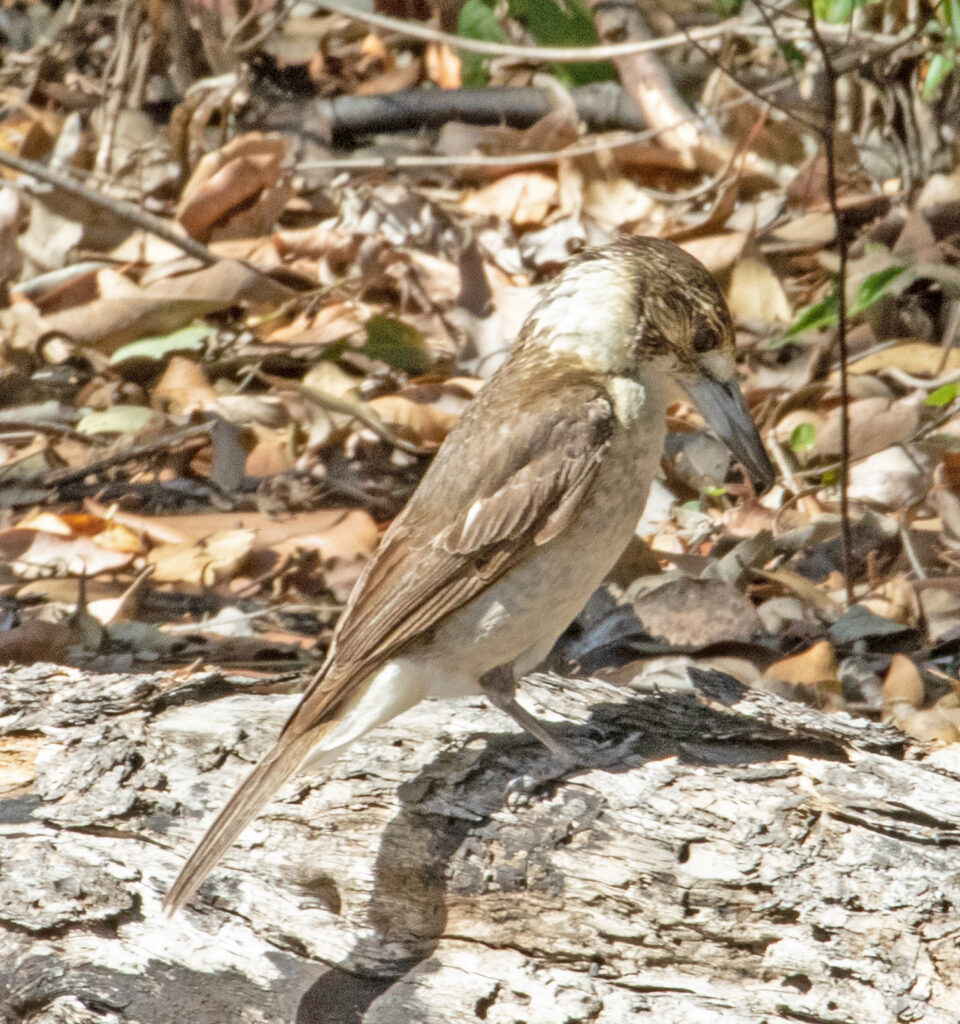 Gray Butcherbird | Great Bird Pics
