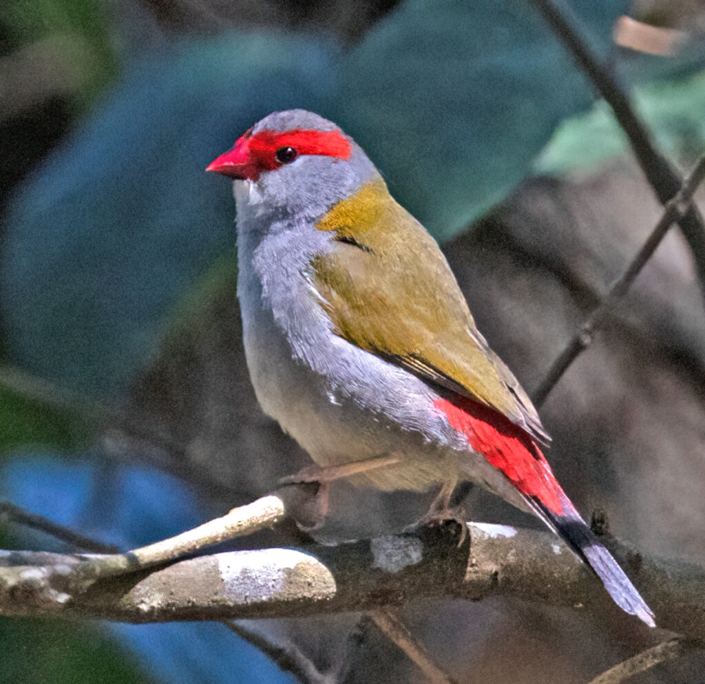 Red-browed Finch | Great Bird Pics