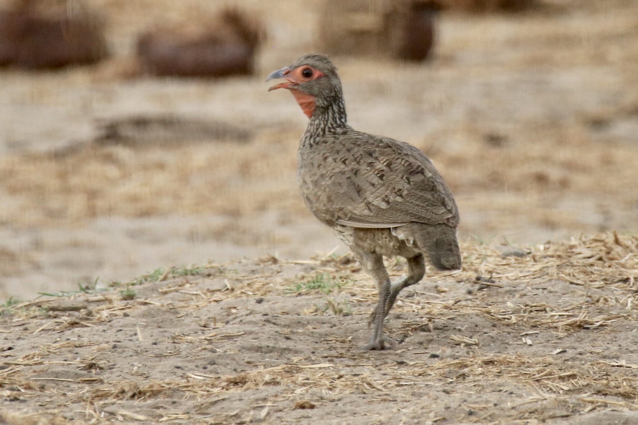 Swainson’s Spurfowl | Great Bird Pics