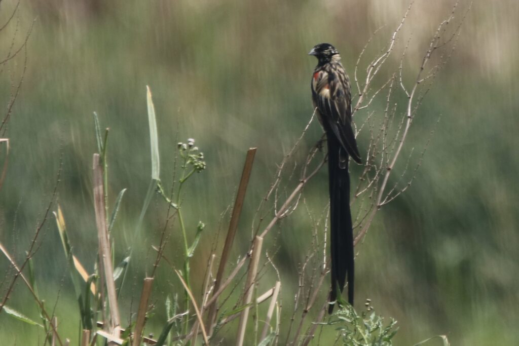 Long-tailed Widowbird (Male) | Great Bird Pics