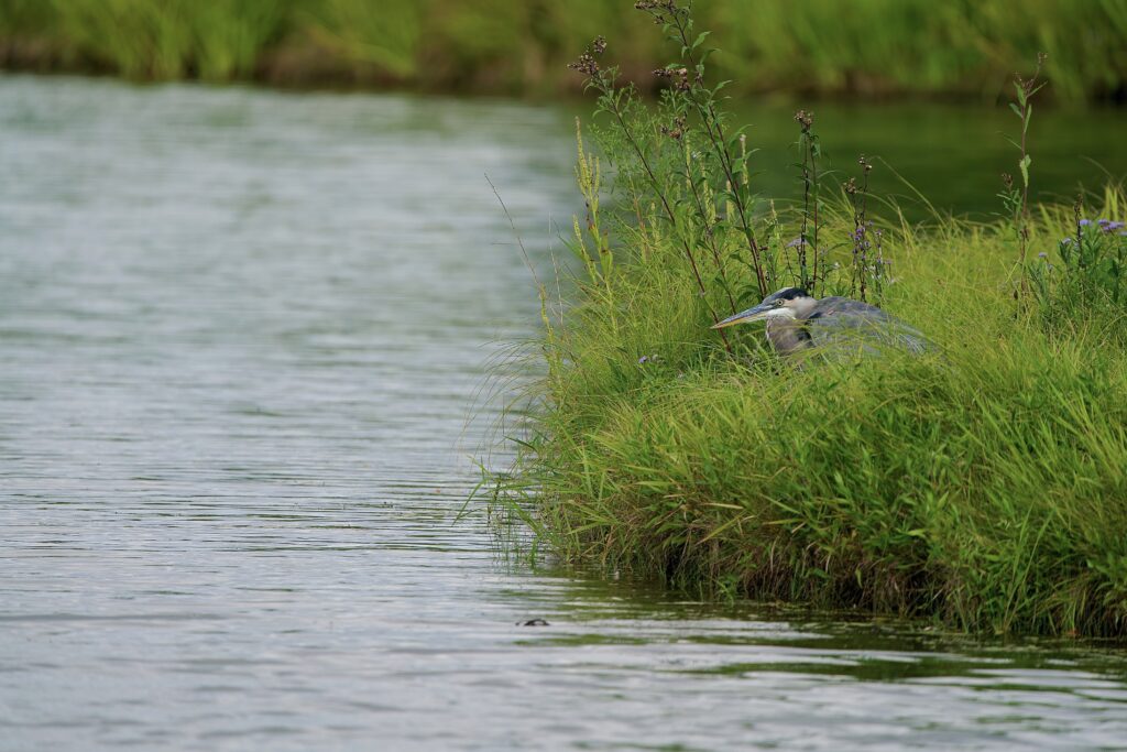 Obscured Bird Entry | Great Bird Pics
