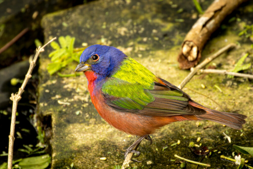 All The Colors of the Rainbow | Great Bird Pics