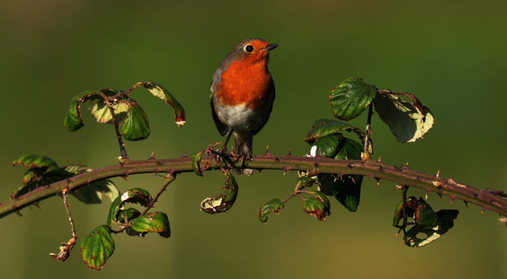 Birds of the UK | Great Bird Pics