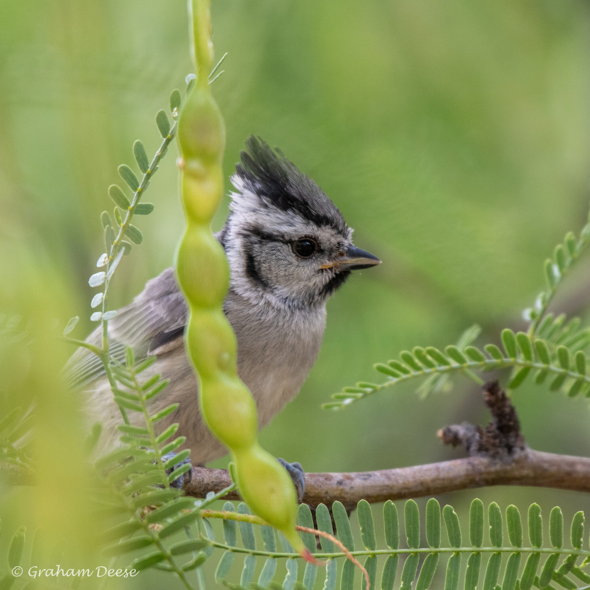 Bridled Titmouse 1 of 2 | Great Bird Pics