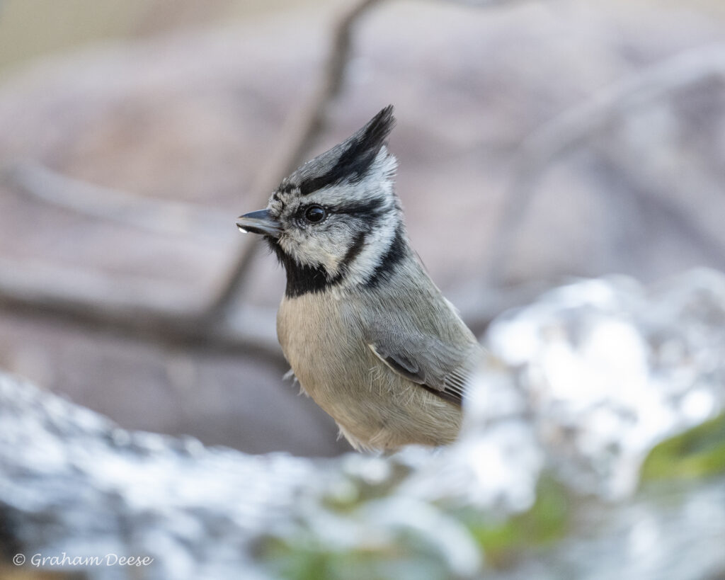 Bridled Titmouse 2 of 2 | Great Bird Pics