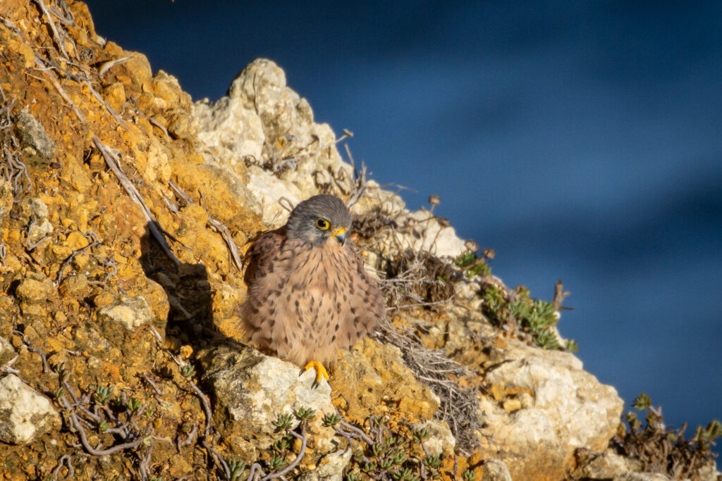 Young Kestrel By the Sea | Great Bird Pics