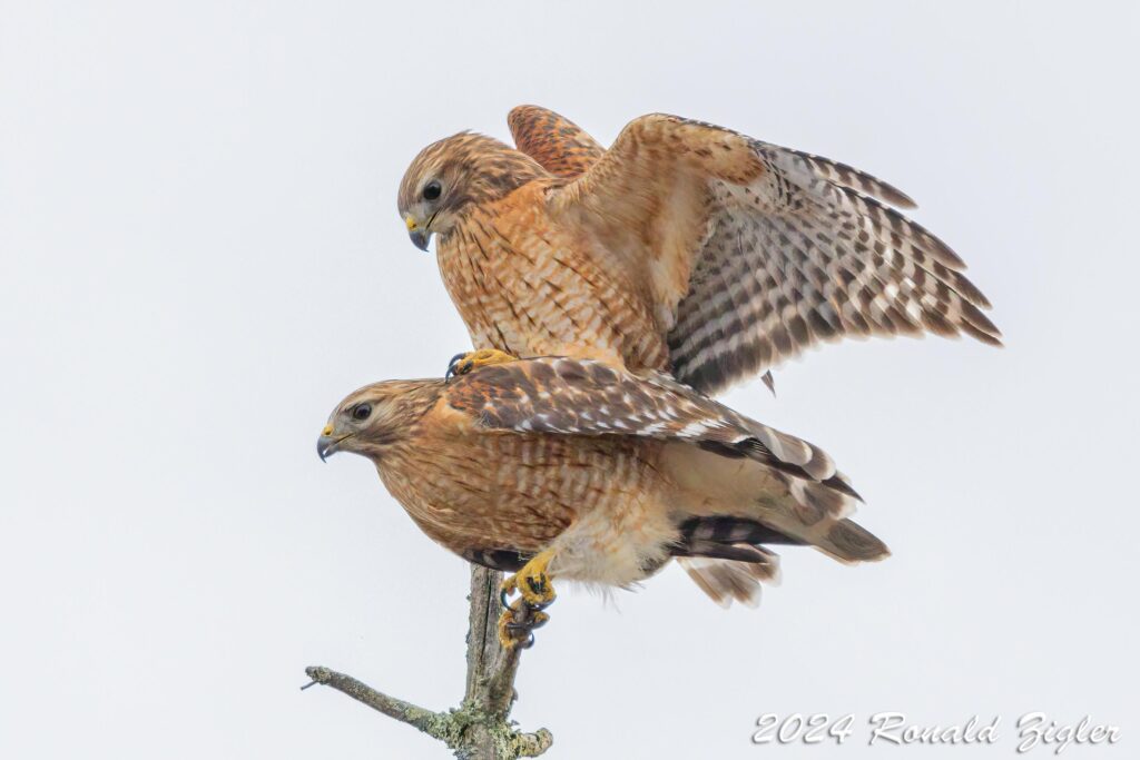 Red-shouldered Hawks mating | Great Bird Pics