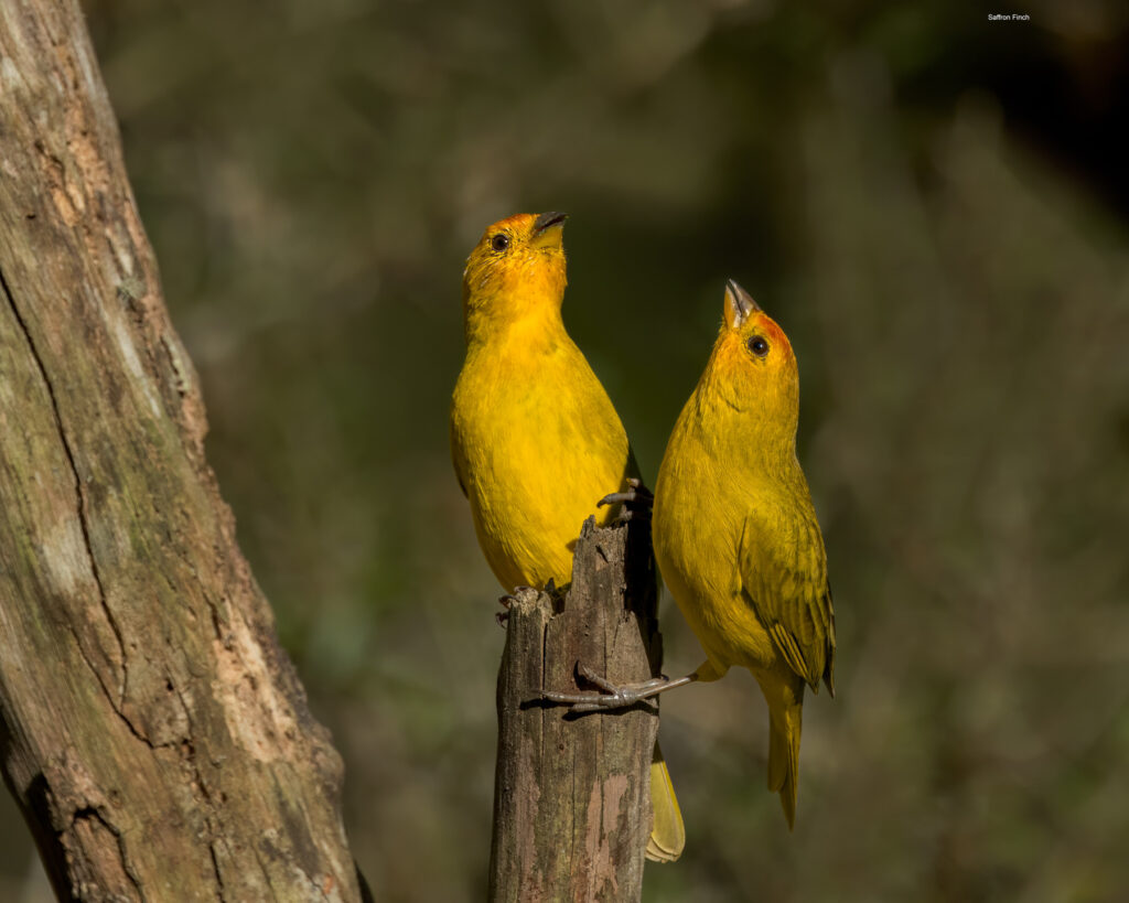 How many frames per second is enough? Part 2 | Great Bird Pics