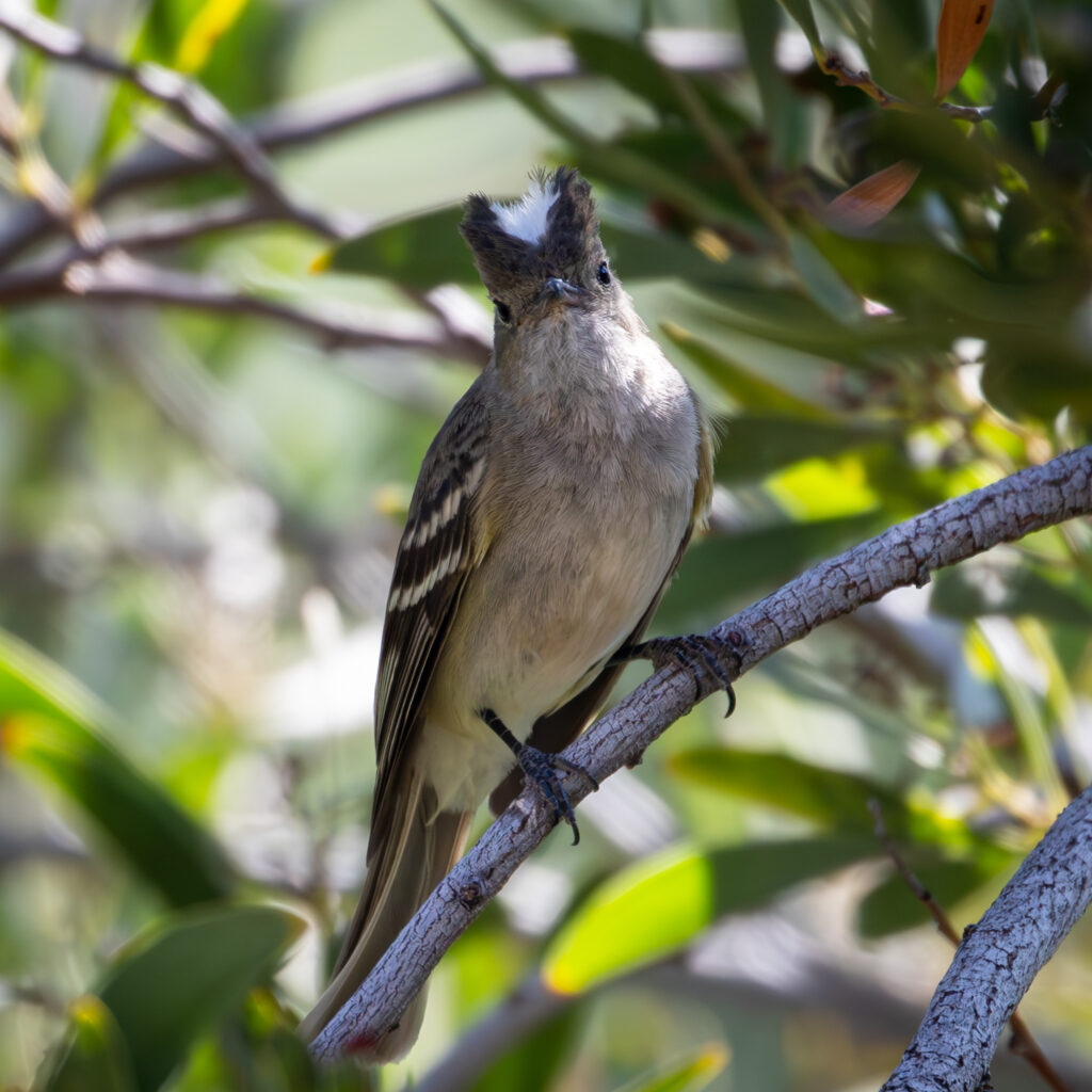 Reverse Mohawk? | Great Bird Pics