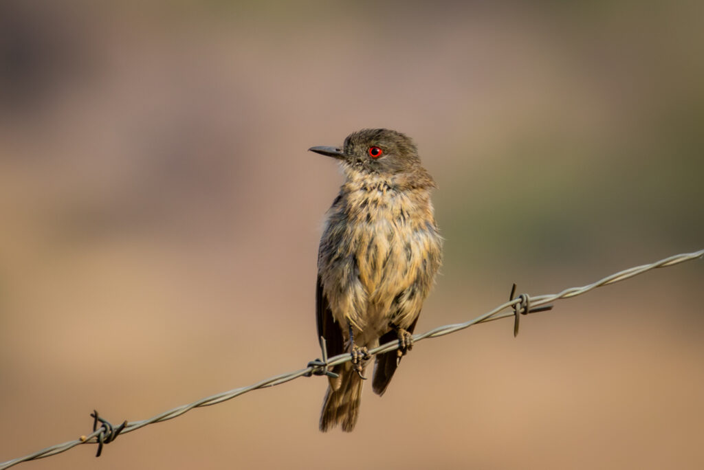 Devil Bird? | Great Bird Pics