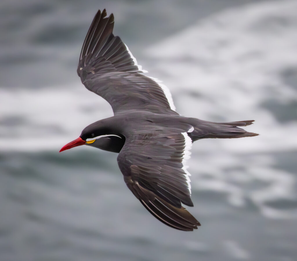 A Closer Look at An Inca Tern In Flight | Great Bird Pics