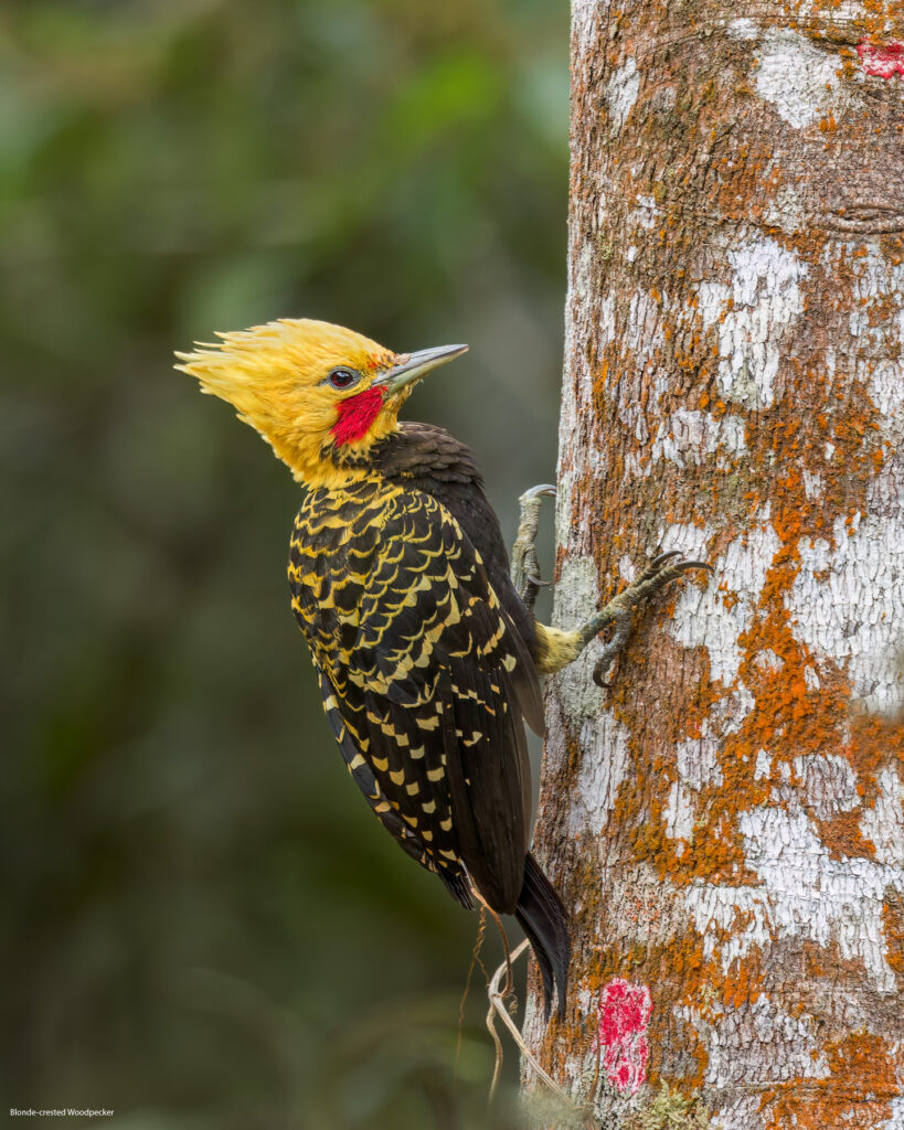 Had to shoot fast | Great Bird Pics