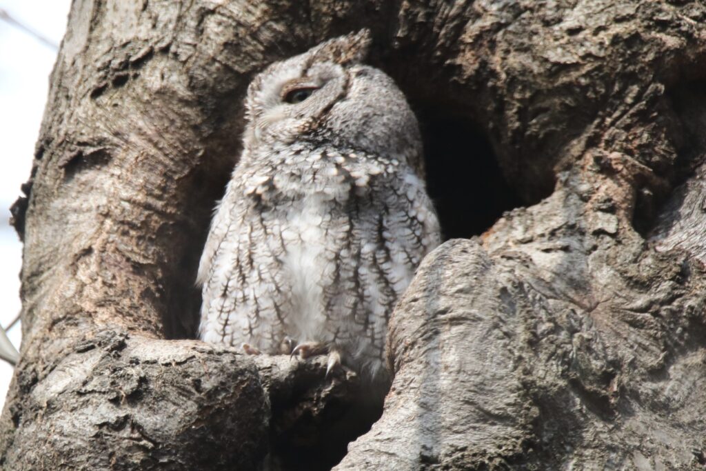 Eastern Screech Owl–gray morph | Great Bird Pics